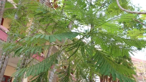 Royal poinciana leaves, Flamboyant, Mohu... | Stock Video | Pond5