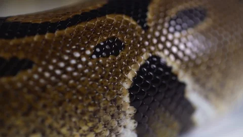 Royal Python. Natural color is normal. S... | Stock Video | Pond5