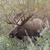 Close up of a large bull moose chewing h... | Stock Video | Pond5
