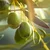 Olive young green fruit on the tree. | Stock Video | Pond5