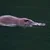 platypus swimming | Stock Video | Pond5