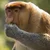 Pair Proboscis Monkeys mating in mangrov... | Stock Video | Pond5