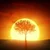 Closeup of sun through forest fire heat ... | Stock Video | Pond5