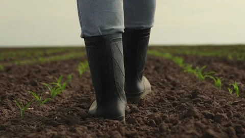 rubber boots corn field, farmer business... | Stock Video | Pond5