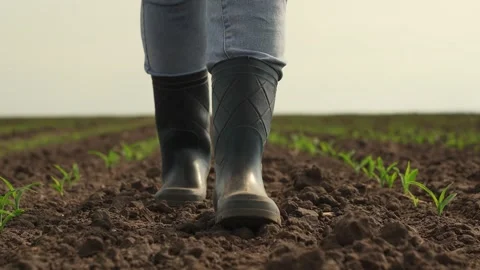 rubber boots corn field, farmer business... | Stock Video | Pond5