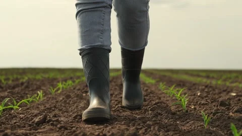 rubber boots corn field, farmer business... | Stock Video | Pond5