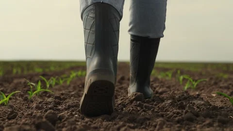 rubber boots corn field, farmer business... | Stock Video | Pond5