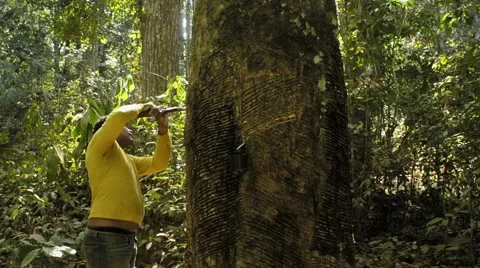 Rubber Tapper Stock Video Footage | Royalty Free Rubber Tapper Videos ...