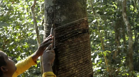 Rubber Tapper Stock Video Footage | Royalty Free Rubber Tapper Videos ...
