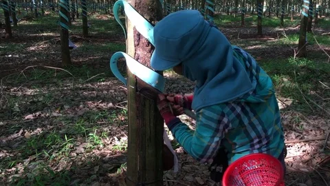 Rubber Tapper Stock Video Footage | Royalty Free Rubber Tapper Videos ...