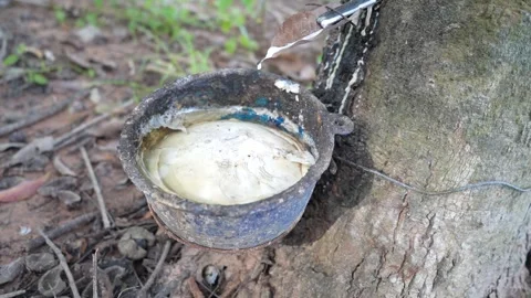 Rubber tapping, Tapping latex rubber tre... | Stock Video | Pond5