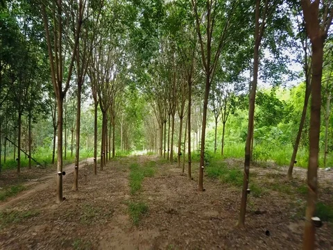 Tree Shoot Stock Videos – Royalty-Free HD & 4K Videos | Pond5