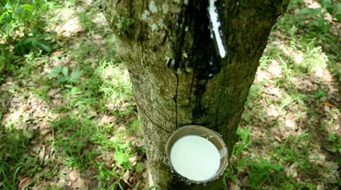 Rubber Tree top view of latex collection... | Stock Video | Pond5