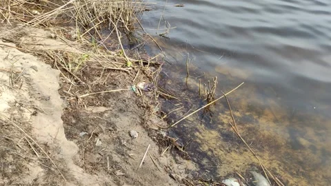 Dead Fish Pollution Stock Videos – Royalty-Free HD & 4K Videos | Pond5