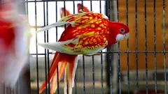 Rubino Rosella