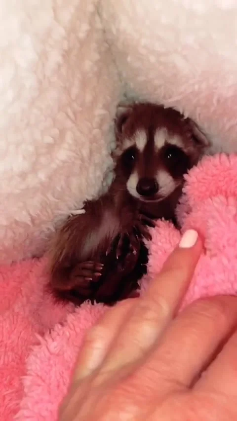 Raccoon Baby Stock Footage ~ Royalty Free Stock Videos | Pond5