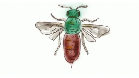 Ruby Tailed Wasp Drawing Time Lapse 2D A... | Stock Video | Pond5