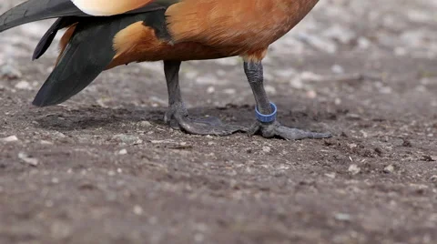 Banding Stock Footage ~ Royalty Free Stock Videos | Pond5