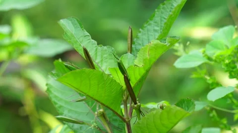 Snapdragon Stock Footage ~ Royalty Free Stock Videos | Pond5