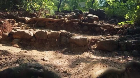 Rugged forest trail with natural earthen... | Stock Video | Pond5