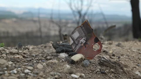 Forest Photo Backdrop Stock Videos – Royalty-Free HD & 4K Videos | Pond5