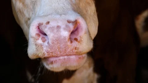 ruminant cow ruminant cow, close-up | Stock Video | Pond5