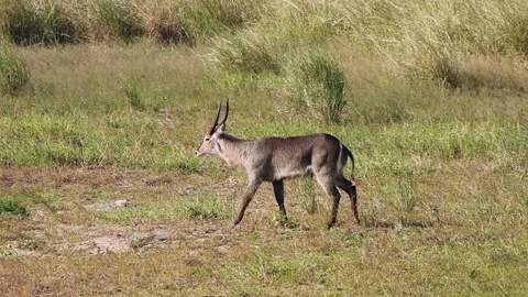 Shaggy Antelope Stock Videos – Royalty-Free HD & 4K Videos | Pond5