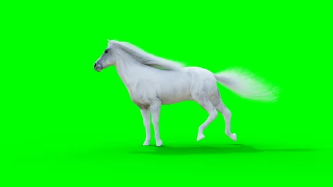 Horse Green Screen Stock Videos – Royalty-Free HD & 4K Videos | Pond5