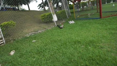Running after a rooster | Stock Video | Pond5