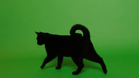 running black cat on the green screen | Stock Video | Pond5