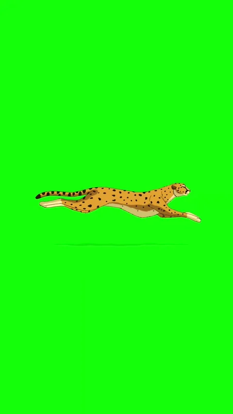 Running Cheetah on Green Screen Backgrou... | Stock Video | Pond5