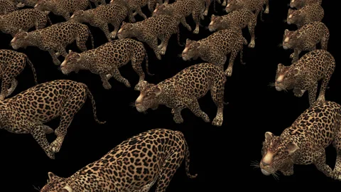 Transparent Leopards Running