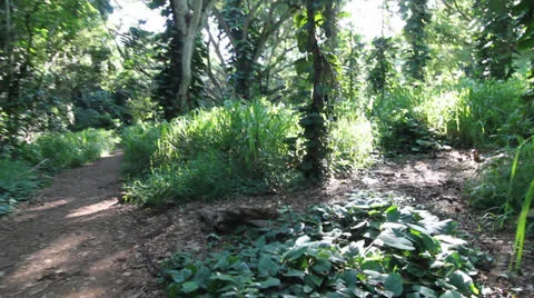 Forest Being Chased Chase Stock Video Footage | Royalty Free Forest ...