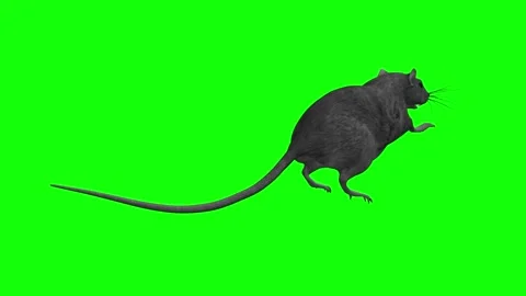 Running Rat - Back Side Angle View CU -... | Stock Video | Pond5