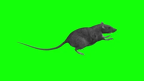 Rat Running Stock Videos – Royalty-Free HD & 4K Videos