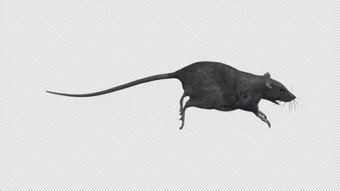 Running Rat - Side View CU - Alpha Chann... | Stock Video | Pond5