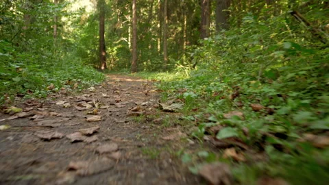 Running through forest on dusty pathway ... | Stock Video | Pond5