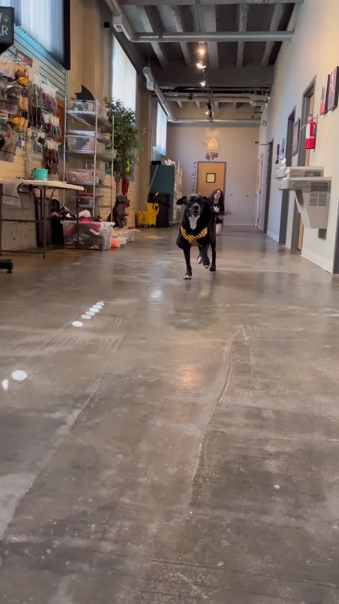 Doggy Daycare Stock Footage ~ Royalty Free Stock Videos | Pond5