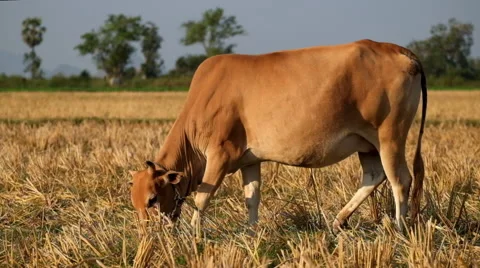 Myanmar Landscape Stock Footage ~ Royalty Free Stock Videos | Pond5