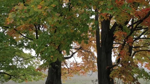 Rural Fall Colours | Stock Video | Pond5