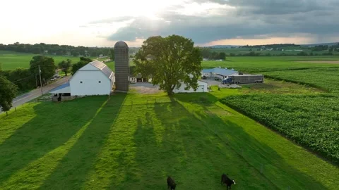Rural farmstead at sunset with grazing c... | Stock Video | Pond5
