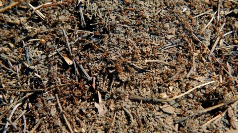 Ants In A Rush Stock Footage ~ Royalty Free Stock Videos | Pond5