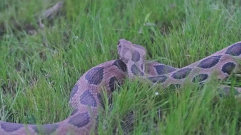 Russells viper snake sitting in the gras... | Stock Video | Pond5