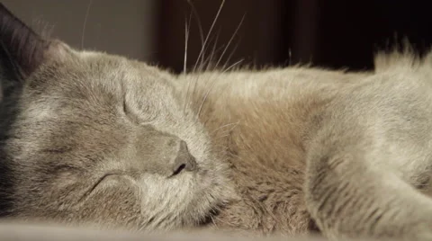 Sleeping In Russian Stock Videos – Royalty-Free HD & 4K Videos | Pond5