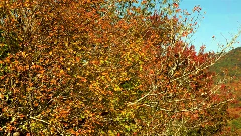 Rust colored leaves show bursting fall c... | Stock Video | Pond5