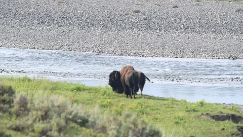 In rut season, Buffalo (bison) bull and ... | Stock Video | Pond5
