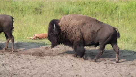 In rut season, lone Buffalo (bison) bull... | Stock Video | Pond5