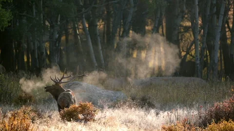 Screaming Bull Stock Video Footage | Royalty Free Screaming Bull Videos ...