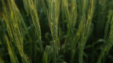 Rye. Rye field. Cultivation of Rye. Grow... | Stock Video | Pond5