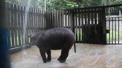 Sabah rhino shower | Stock Video | Pond5